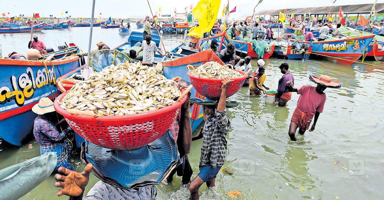 വലയിലായത് മത്തിയും നന്ദനും ചെമ്മീനും; മത്തി കിലോയ്ക്ക് 180–200 രൂപ ...