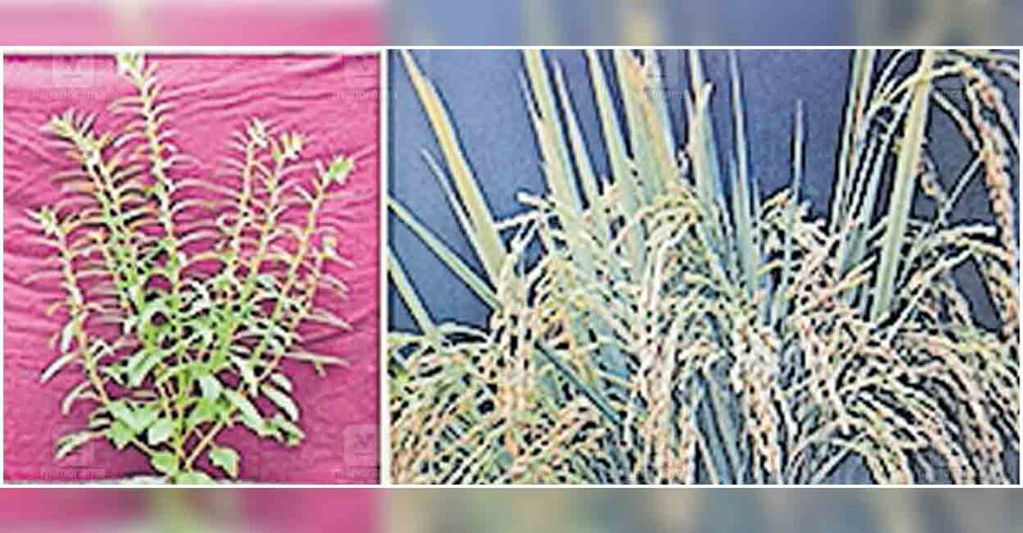 ആലപ്പുഴപ്പെരുമ ബഹിരാകാശത്തോളം; ശുഭാംശുവും സംഘവും സഞ്ചരിച്ച പേടകത്തി ...