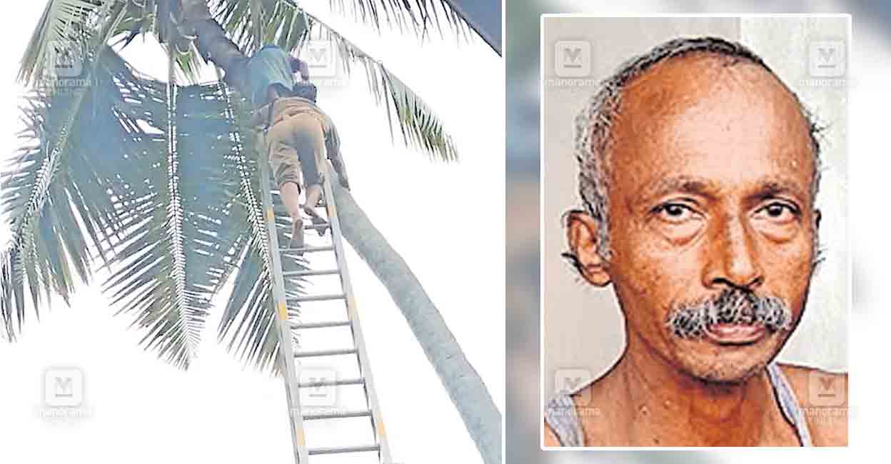 തെങ്ങിനു മുകളിൽ കുടുങ്ങിയ തൊഴിലാളിയെ അഗ്നിരക്ഷാസേന രക്ഷിച്ചു ...