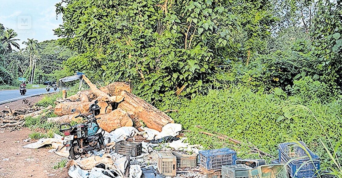 കെ–പി റോഡിന്റെ വശങ്ങളിൽ കാട്ടുപന്നികളുടെ വിളയാട്ടം | wild pigs | KP ...