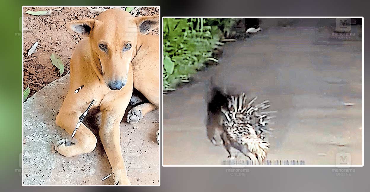 കാട്ടുപന്നി ശല്യം പോരാഞ്ഞ് വിനയായി മുള്ളൻപന്നിയും | Wild animals Kerala ...