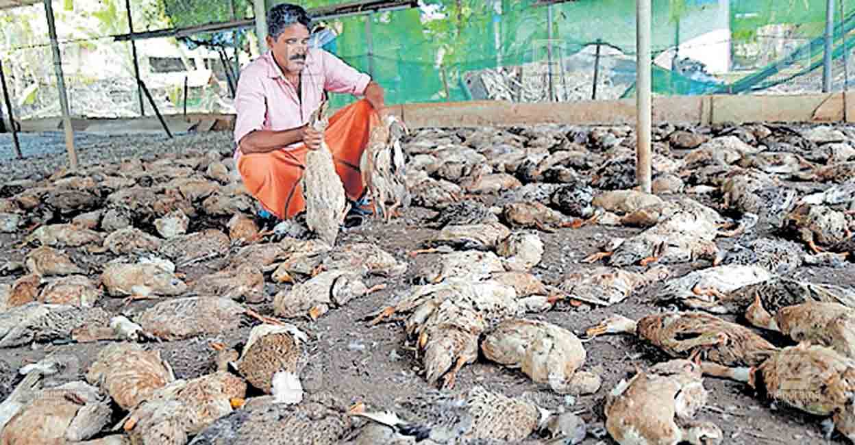 തെരുവുനായ ആക്രമണത്തിൽ 516 താറാവുകൾ ചത്തു | street dogs attack | duck ...
