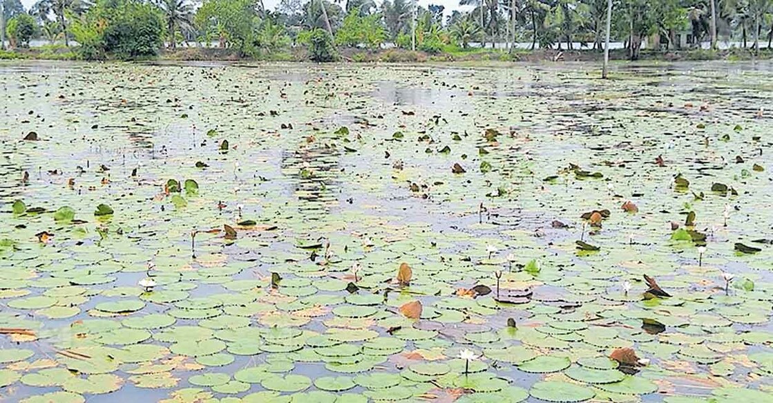 Kuttanad farmers struggle with field preparation due to water hyacinths ...