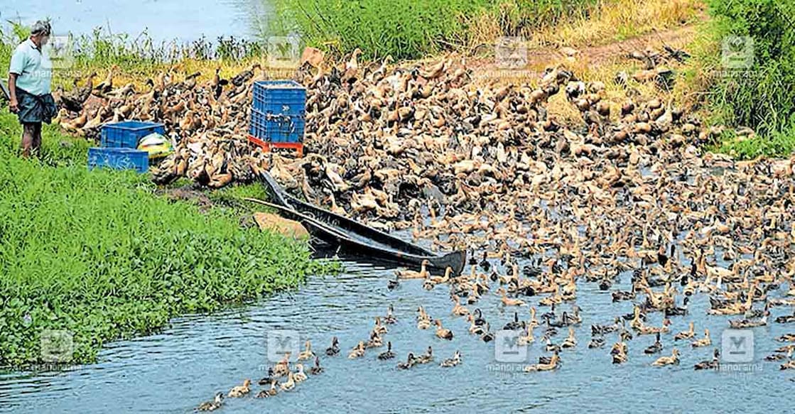 എൻബിഎജിആർ അംഗീകാരം: കുട്ടനാടൻ താറാവിന് ആരാധകർ കൂടും; കർഷകർ പ്രതീക്ഷയി ...
