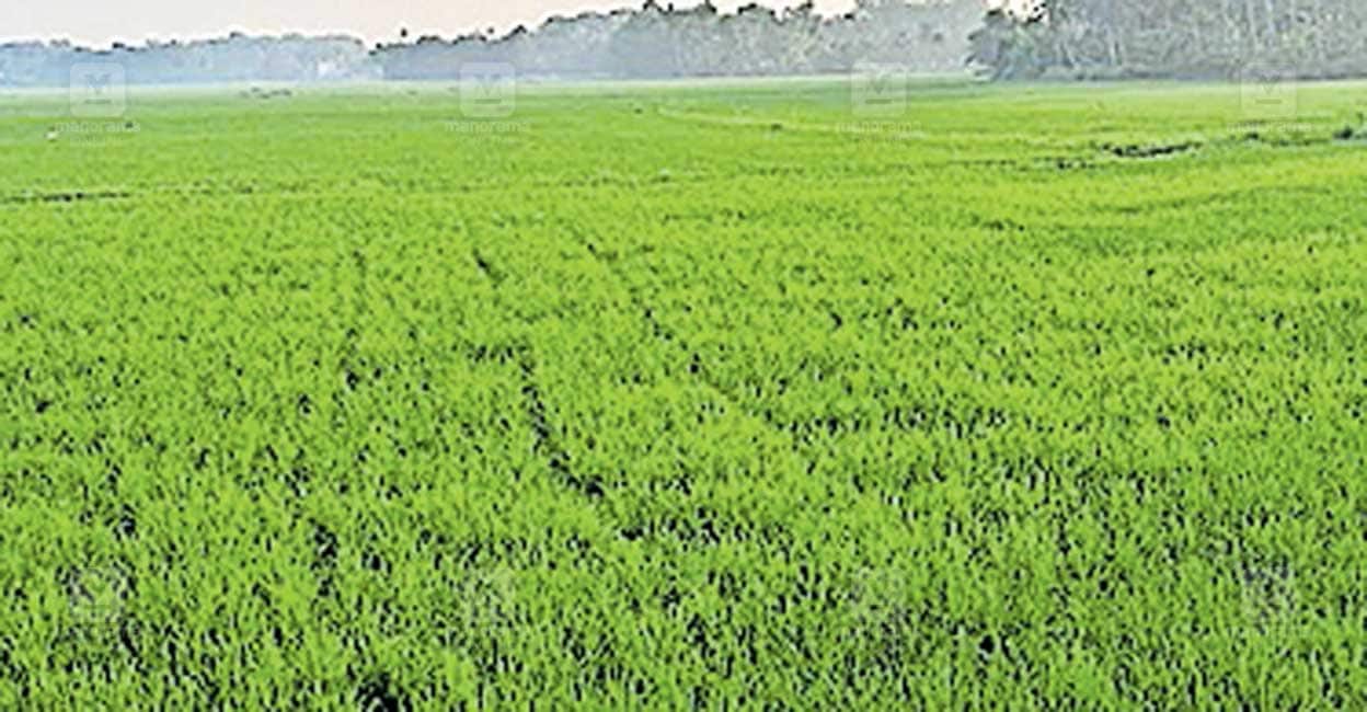 അപ്പർകുട്ടനാട്, ഓണാട്ടുകര മേഖല: കൃഷിയിറക്കുന്നത് വ്യത്യസ്ത സമയങ്ങളി ...