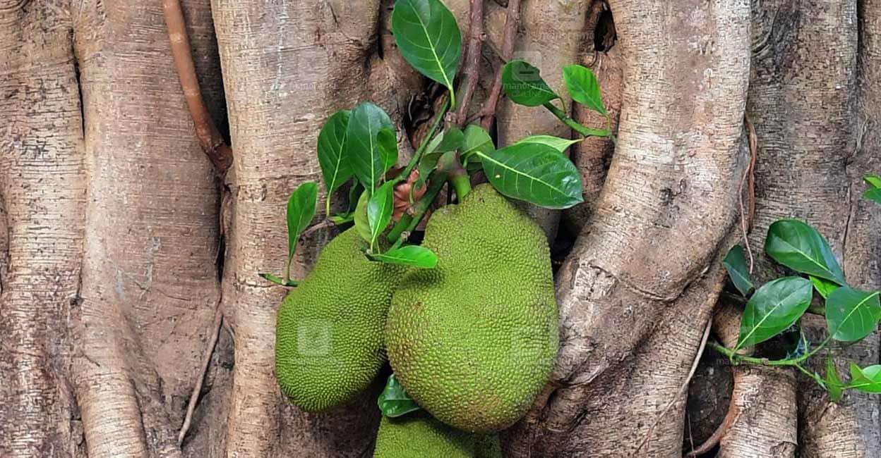 ഹമ്പട ചക്കേ...! ചക്കപ്പൊടിയിലൂടെ രക്തസമ്മർദവും രക്തത്തിലെ കൊളസ്ട്രോളും ...
