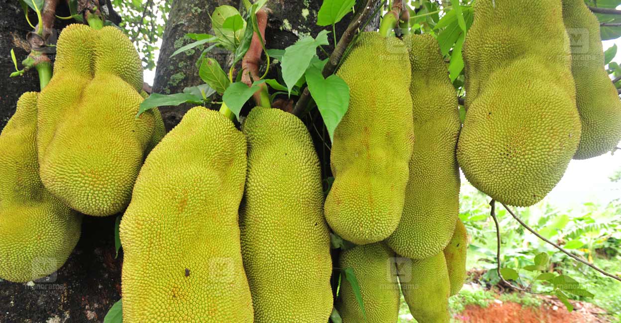 Jackfruit puzhukku, curry and chukkukappi to be served at the Assembly ...