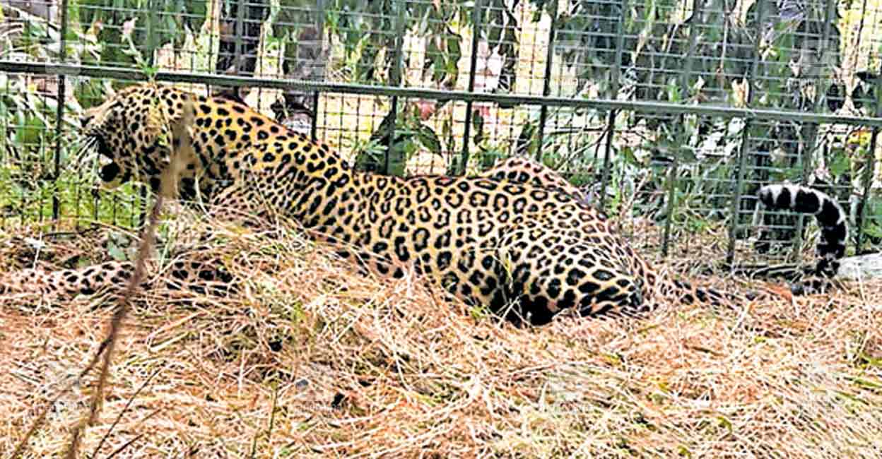 ബെംഗളൂരു ഇലക്ട്രോണിക് സിറ്റിയിലെ പുലി പിടിയിൽ | tiger | electronic city ...