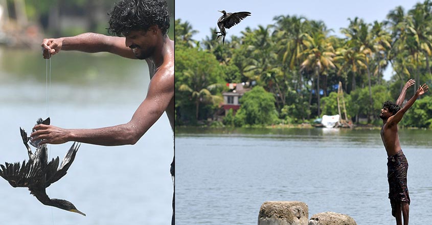 ദാ ഇങ്ങനെ പറക്കാം.... ചൂണ്ടനൂലില്‍ കുരുങ്ങിയ കാക്കയ്ക്ക് രക്ഷകനായി ...