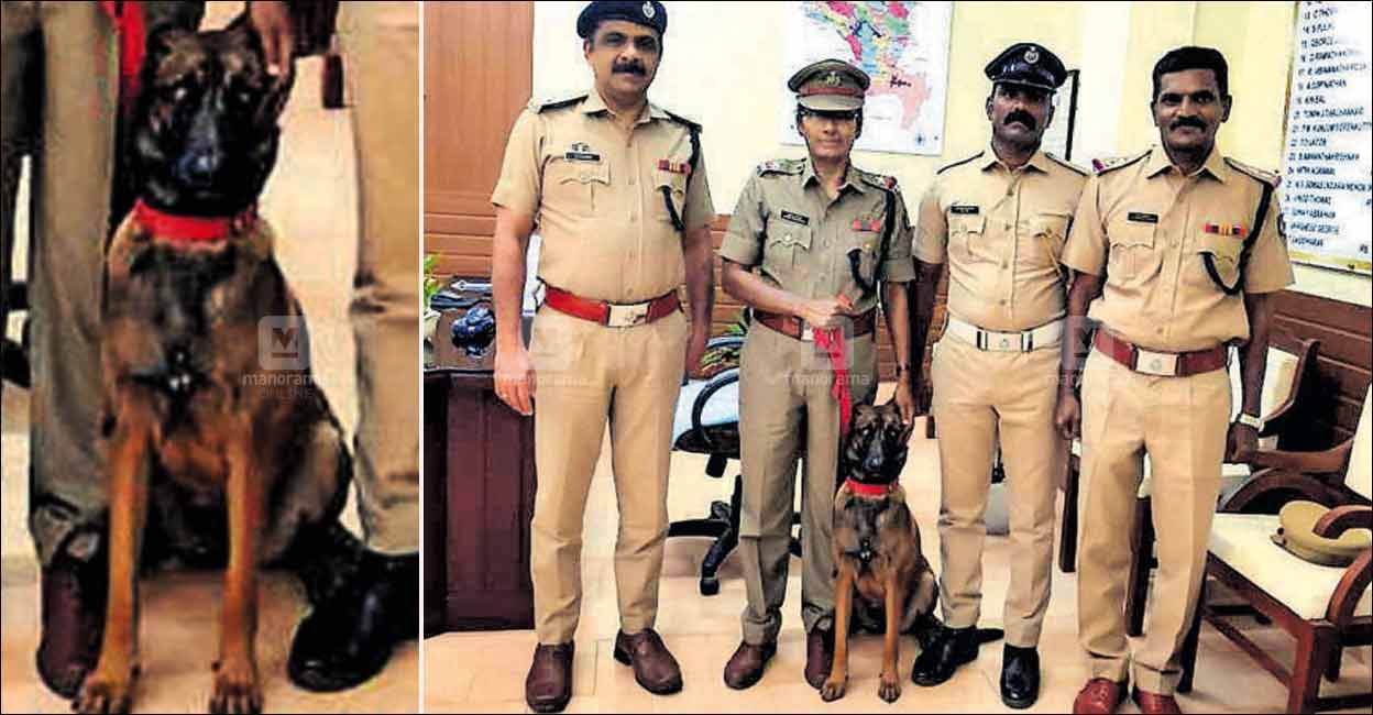 ഒരു വയസ്സ് പ്രായം, ബെൽജിയം മലിനോയ്സ് ഇനം; പൊലീസ് സ്ക്വാഡിനു ശൗര്യം നൽകാ ...