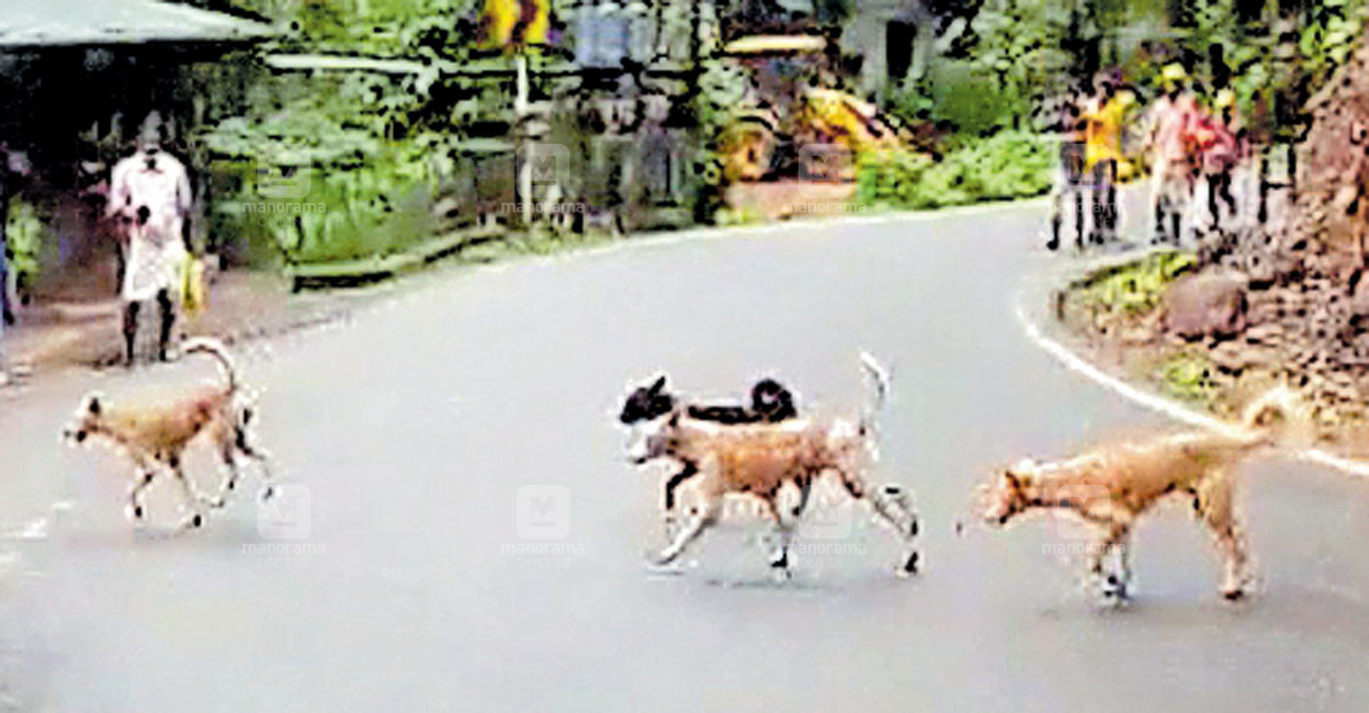 തെരുവിൽ കടി ഉറപ്പാ; പിറവം നഗരസഭാ പരിധിയിൽ തെരുവുനായ് ശല്യം രൂക്ഷം ...