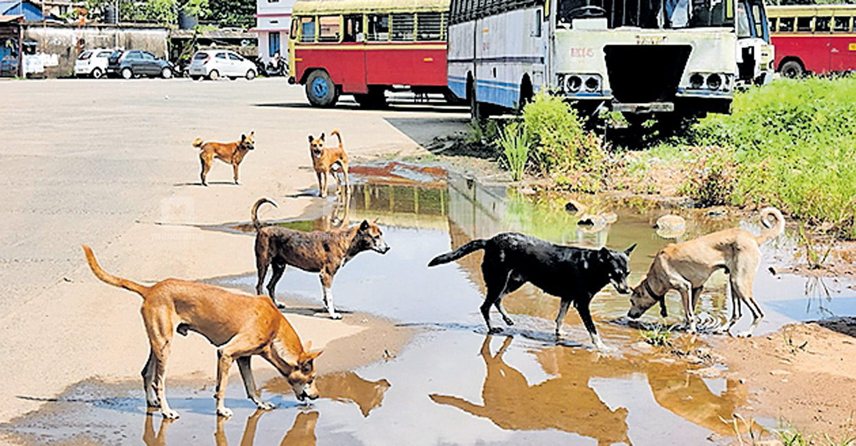 തെരുവുനായ് ശല്യം രൂക്ഷമാകുന്നു; കൂട്ടത്തോടെ എത്തുന്ന നായ്ക്ക ...