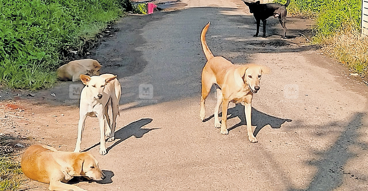റോഡുകൾ കയ്യടക്കി നായ്ക്കൾ | Stray Dog Rescue Kerala | തെരുവുനായ് ...