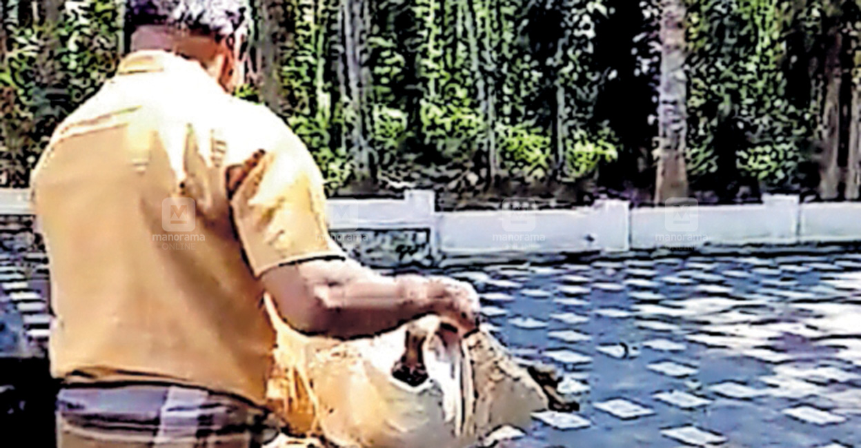 പിറവം നഗരസഭാ പരിധിയിൽ ഉറക്കം കെടുത്തി തെരുവുനായ്ക്കൾ | Stray Dog Rescue ...