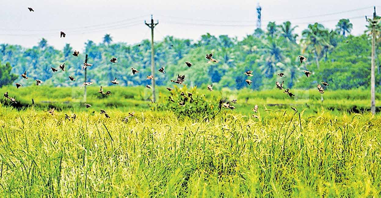 പൊക്കാളിപ്പാടങ്ങളിൽ വില്ലനായി നെല്ലിക്കോഴി