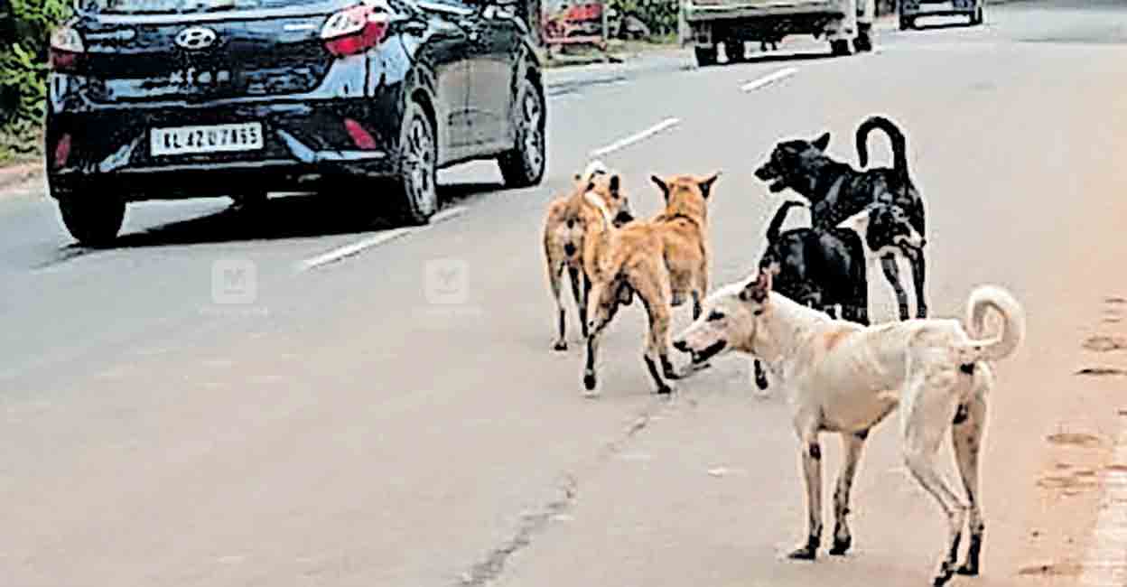 തെരുവുനായശല്യം കൂടുന്നു ; കാൽനടയാത്രികർ ദുരിതത്തിൽ | Stray Dog Rescue ...