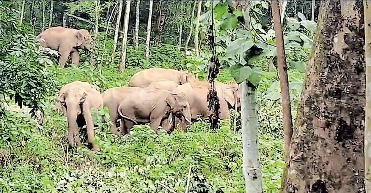 കുമ്പളത്തോടിൽ രാത്രി കൂട്ടത്തോടെ എത്തിയത് 17 ആനകൾ; കൃഷി നശിപ്പിച്ചു ...