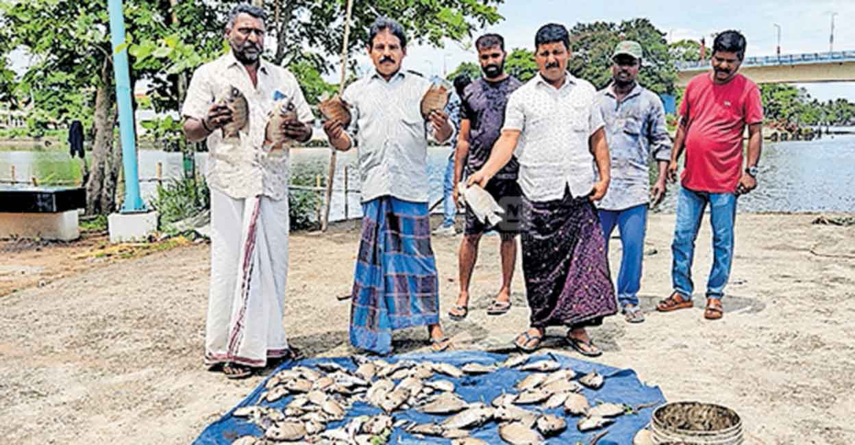 പെരിയാറിൽ വീണ്ടും വൻ മത്സ്യക്കുരുതി; കരിമീൻ, ചെമ്മീൻ, കൂരി, കൊഞ്ച് ...