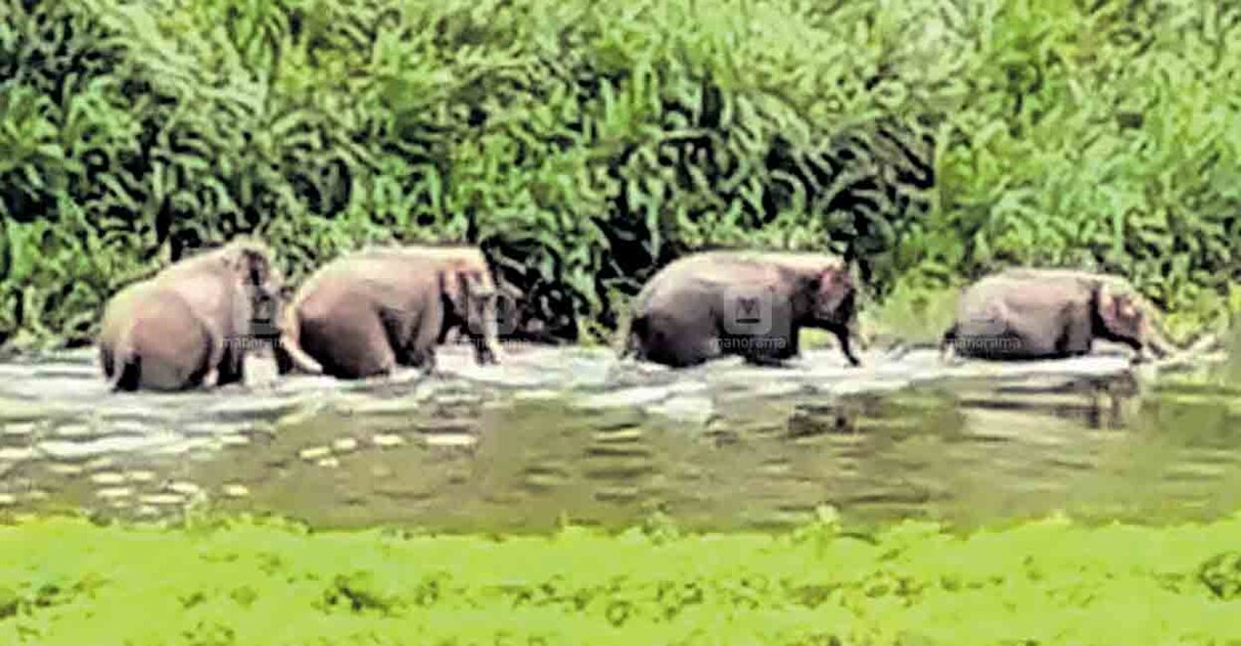 കാട്ടാനശല്യത്തിൽ പൊറുതിമുട്ടി കാഞ്ഞിരവേലി നിവാസികൾ