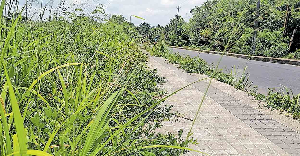 ‘ഗേറ്റ് വേ ടു ചെറായി’ ; ഫുട്പാത്തിൽ കാടുകയറുന്നു