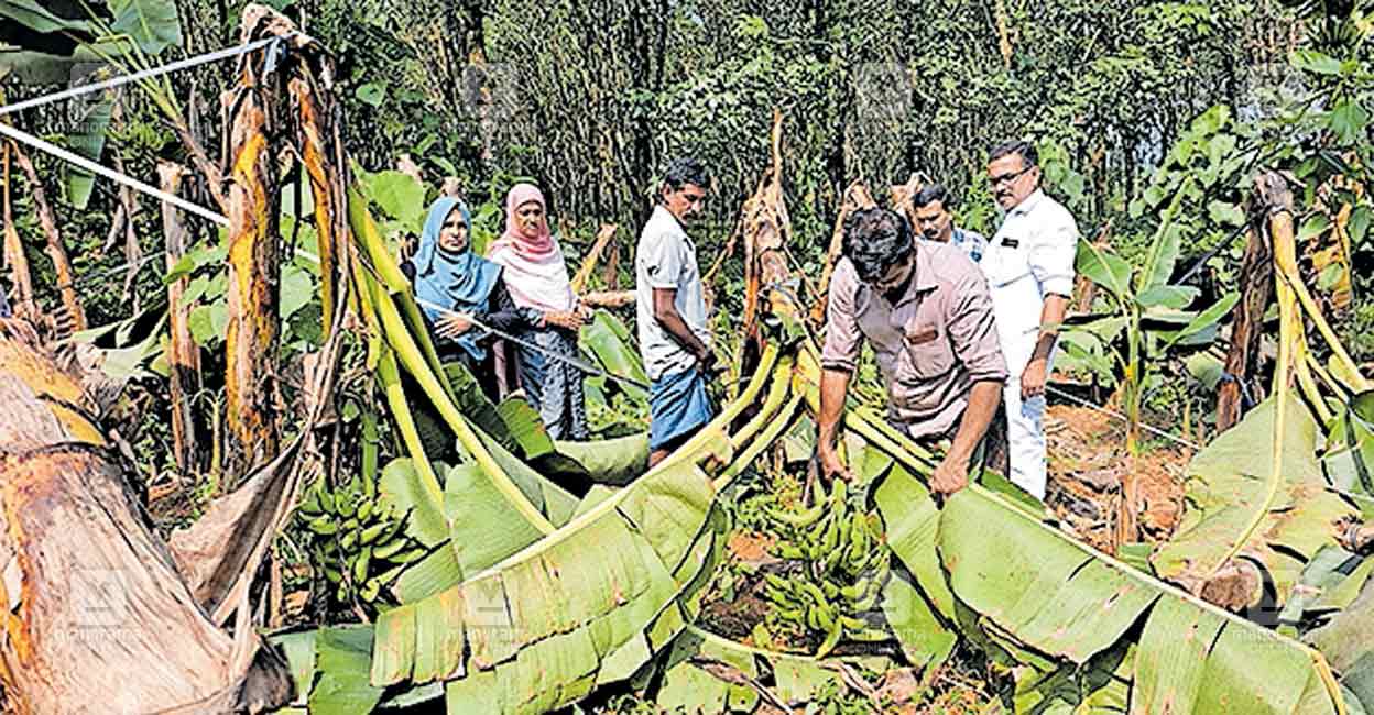മഴ, കാറ്റ്, മിന്നൽ: കനത്ത നാശം; നാശനഷ്ടം ഉണ്ടായത് പിറവം നഗരസഭയിലും ...