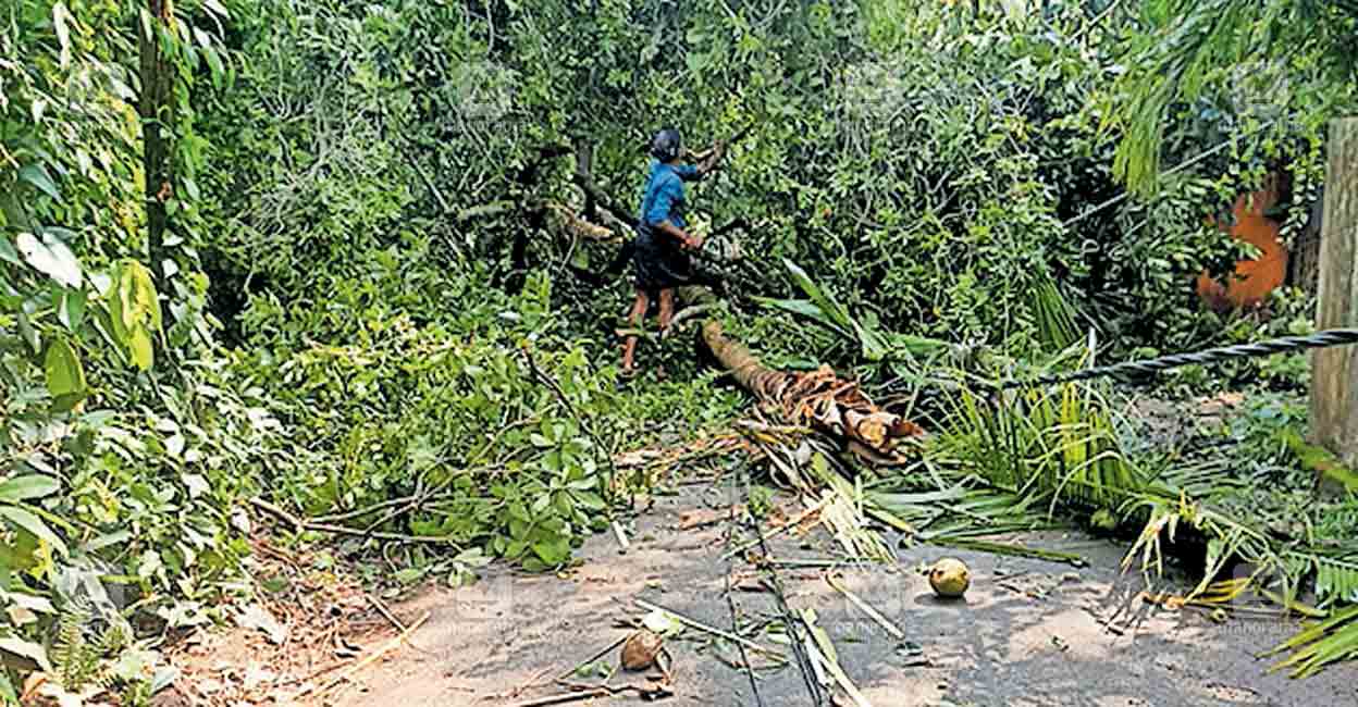 വൈദ്യുതി ലൈനിലേക്ക് കൂറ്റൻ മരം വീണു | Tree fall | power outage | Aroor ...