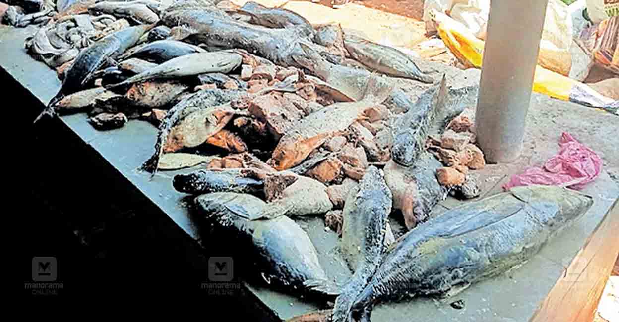 പള്ളുരുത്തി വെളി മാർക്കറ്റിൽ പുഴുവരിച്ച നിലയിൽ 200 കിലോഗ്രാം മത്സ്യം ...