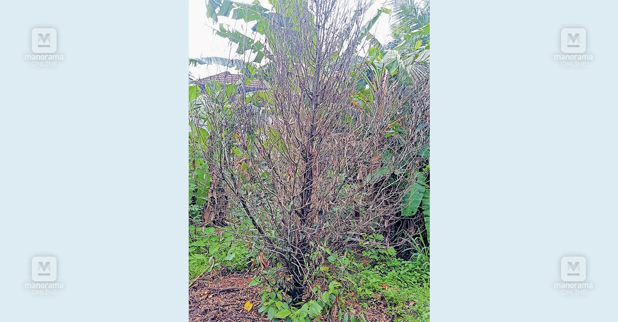 വർഷകാലമായിട്ടും ജാതിമരങ്ങൾ ഉണങ്ങി നശിക്കുന്നു; കർഷകർ ആശങ്കയിൽ | Nutmeg ...