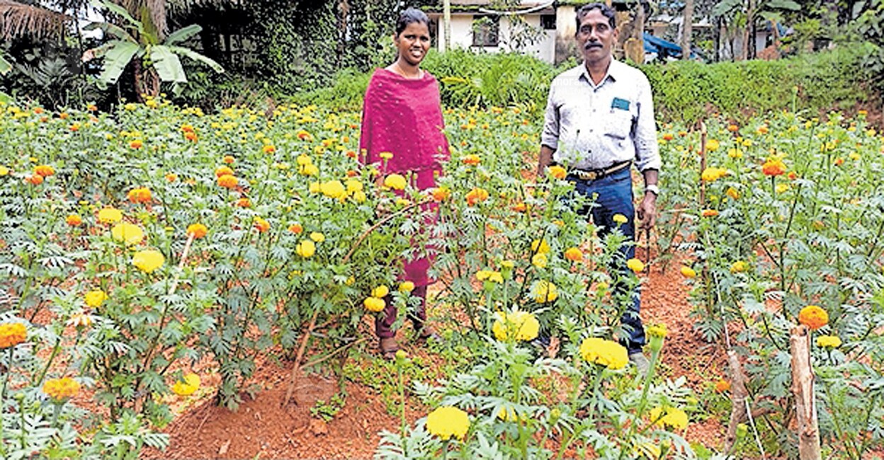 അജയകുമാറിന്റെ മുറ്റത്ത് പൂക്കാലം വരവായി; പൂക്കൃഷിയിൽ മികവ് കാട്ടി അസി ...