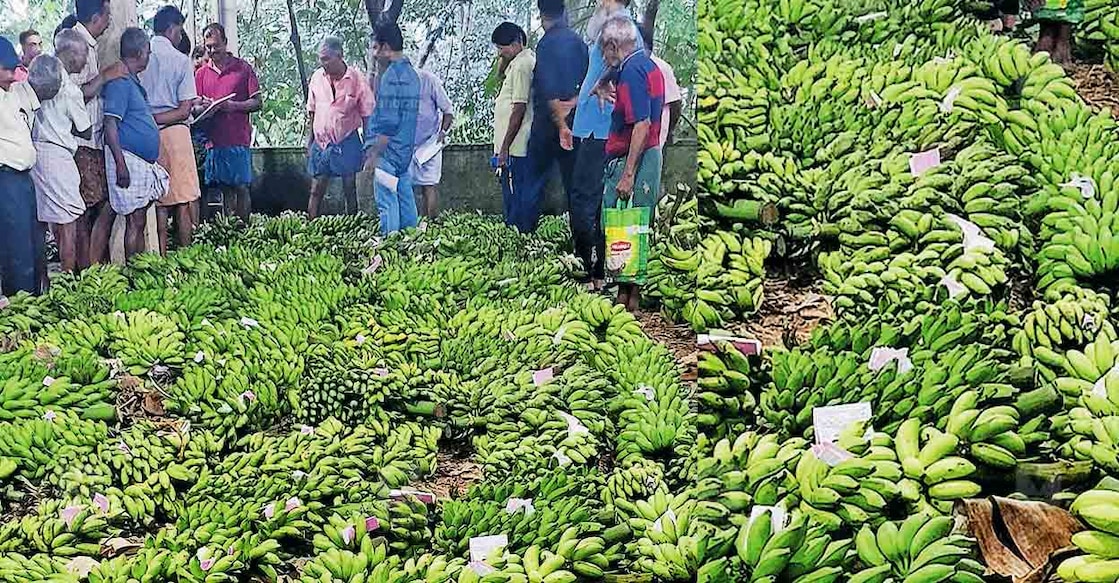 മണ്ണിൽനട്ട പ്രതീക്ഷകൾ വാടി; ഓണക്കാല വിപണിയിൽ കർഷകർക്ക് നഷ്ടക്കച്ചവടം ...