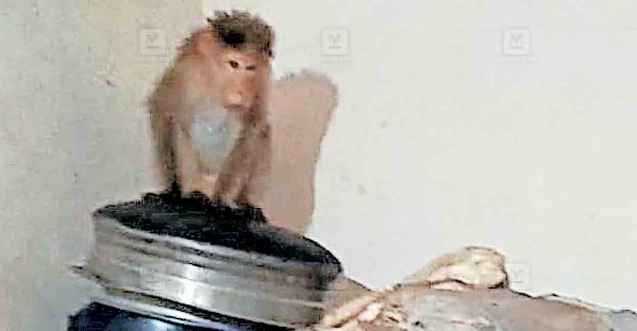 അടുക്കളയിൽ കയറിക്കൂടിയ കുരങ്ങിനെ പുറത്തുചാടിക്കാൻ മണിക്കൂറുകളുടെ ശ്രമം ...