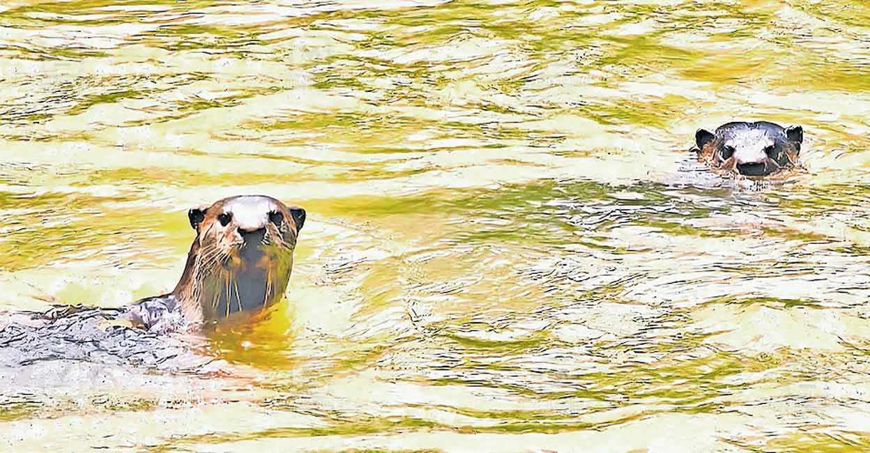 സൂക്ഷിക്കുക, തൊടുപുഴയാറ്റിൽ നീർ നായ്ക്കൾ ഉണ്ട് | Neer Nai | River ...