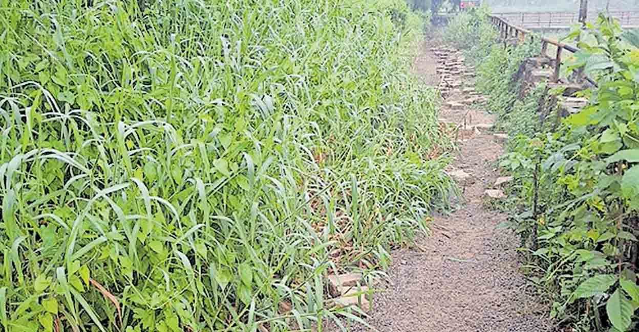 കടമ്പ്രയാർ ഇക്കോ ടൂറിസം: വോക്‌വേ കാടു കയറി | Kizhakkambalam tourism ...
