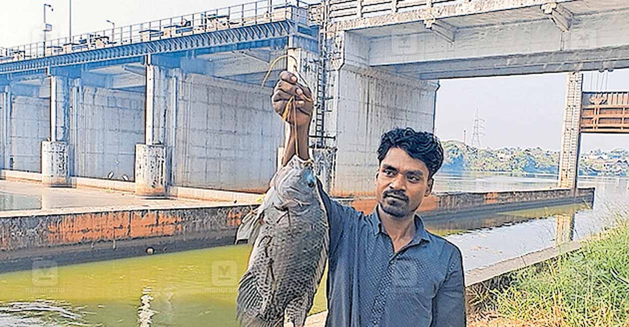 മത്സ്യക്കുരുതി: പെരിയാറിലെ ഓക്സിജൻ നിലനിർത്താൻ എല്ലാ ദിവസവും പാതാളം ...