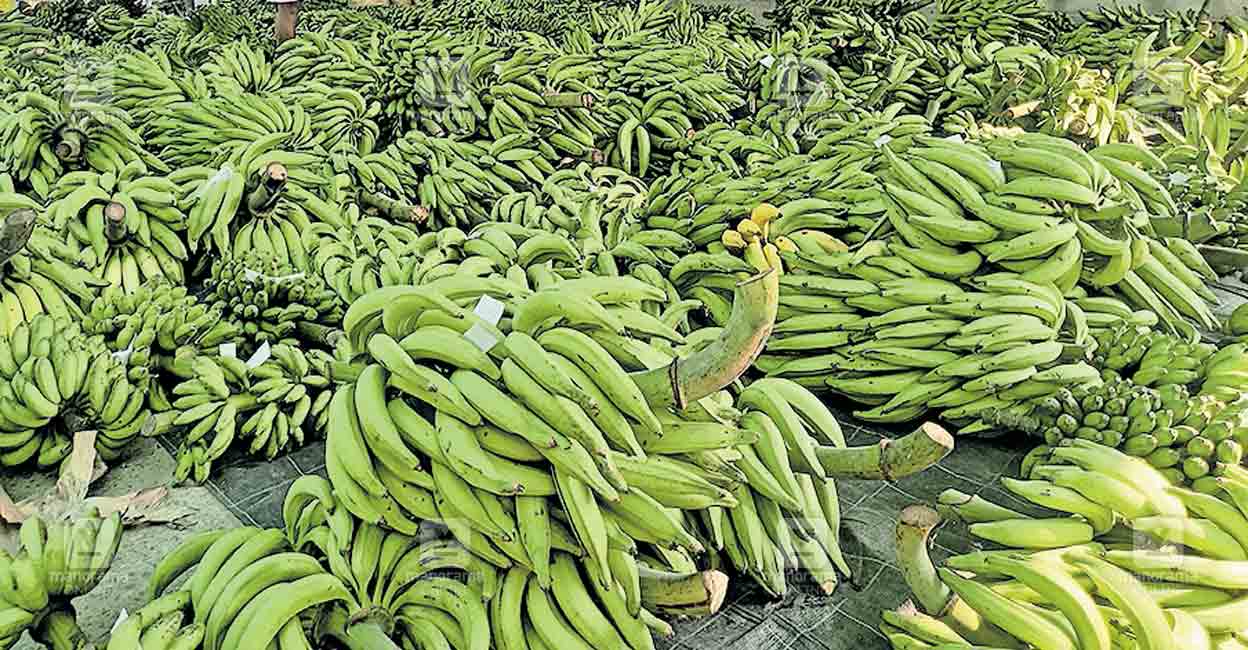 3 മാസം മുൻപു കിലോയ്ക്ക് 20 രൂപ, ഇപ്പോൾ 66: വാഴപ്പഴത്തിന് മികച്ച വിലയുടെ ...