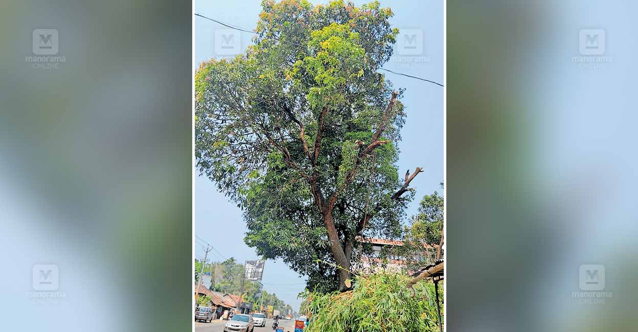 മുത്തശ്ശി തേന്മാവ് മുറിച്ചു മാറ്റുന്നു; ഒരു നൂറ്റാണ്ടിലേറെ പ്രായമുള്ള ...