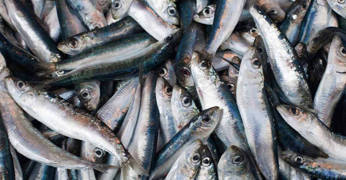 തിളക്കം മങ്ങി നമ്മുടെ ചാള മൂലയ്ക്കായി; കിലോഗ്രാമിന് 400 രൂപയിൽ നിന്ന് ...