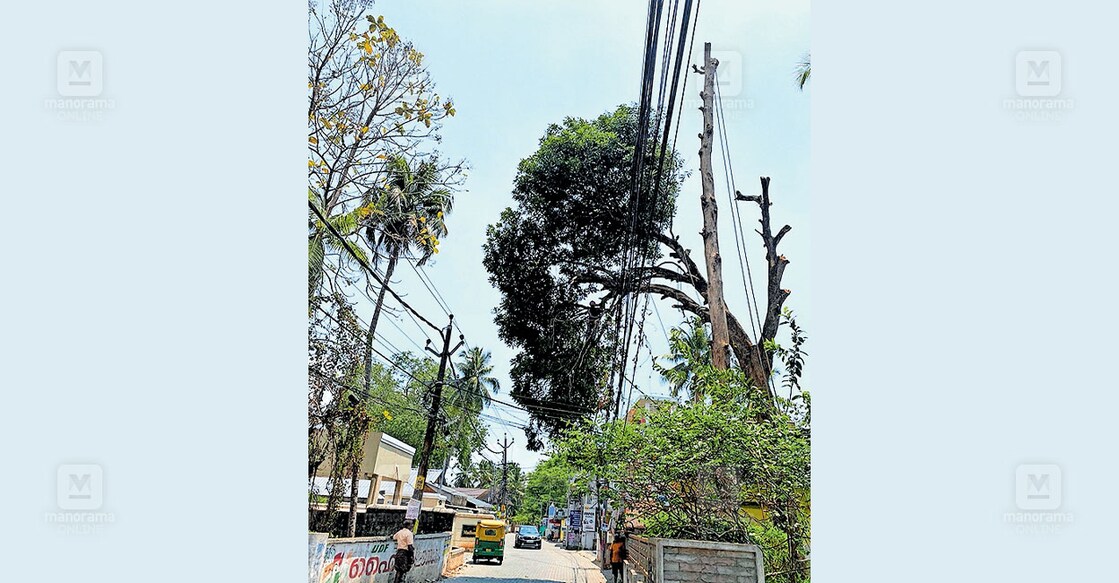 കെഎസ്ഇബി അനങ്ങിയില്ല, മാവ് വീട്ടുകാർ വെട്ടി | Maradu | mango tree ...