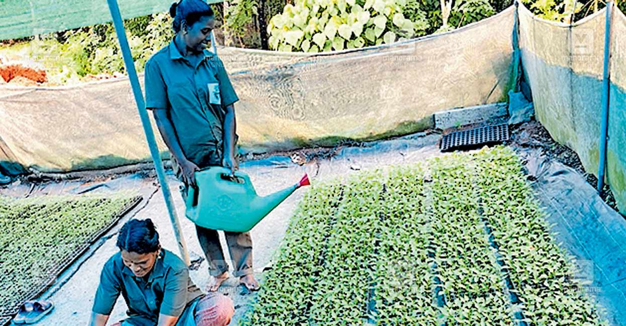 വീട്ടുവളപ്പിൽ ജൈവ പച്ചക്കറി കൃഷി പച്ചക്കറിത്തൈകൾ തയാർ | organic ...