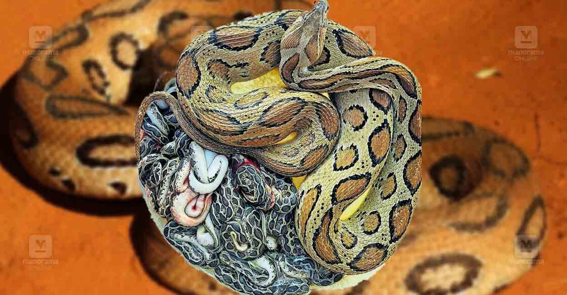 അണലി പ്രസവിച്ചു, 60 കുഞ്ഞുങ്ങളെ; വിഷപ്പാമ്പ് ഭീതിയിൽ അരൂർ മേഖല ...