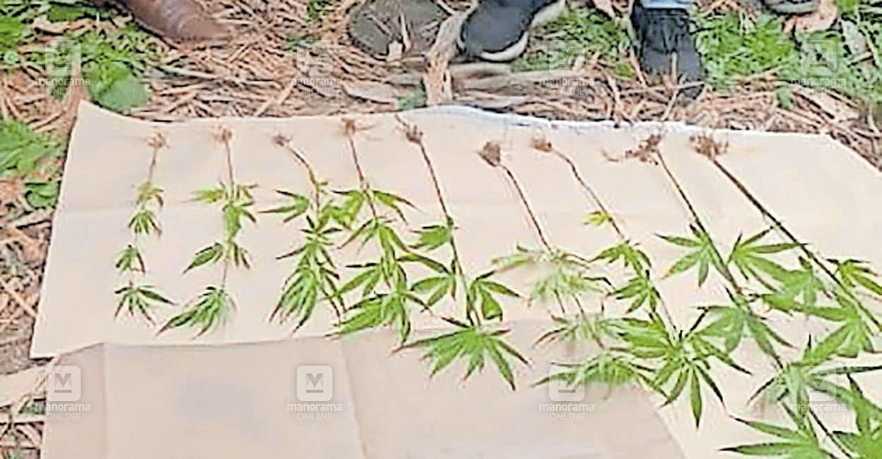 ആലുവ മണപ്പുറത്തെ ‘അലങ്കാരച്ചെടികൾ’ കഞ്ചാവു ചെടികളായി; എക്സൈസ് സംഘമെത്തി ...