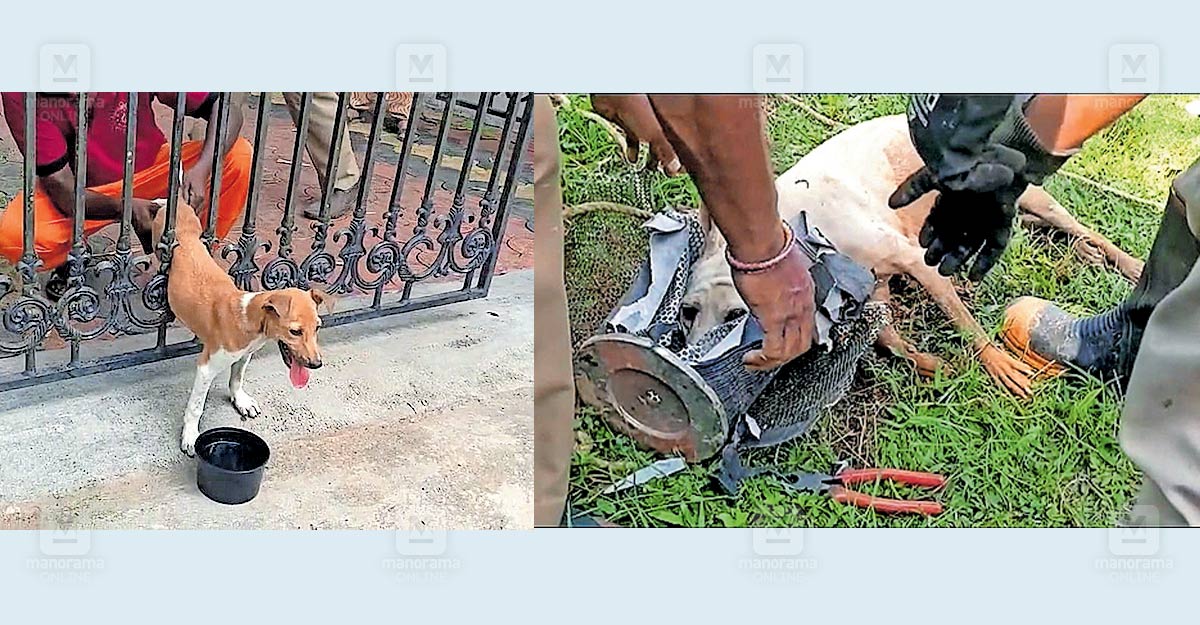 ഗേറ്റിലും വാഹനത്തിന്റെ എയർ ഫിൽറ്ററിലും കുരുങ്ങിയ തെരുവുനായ്ക്കളെ ...