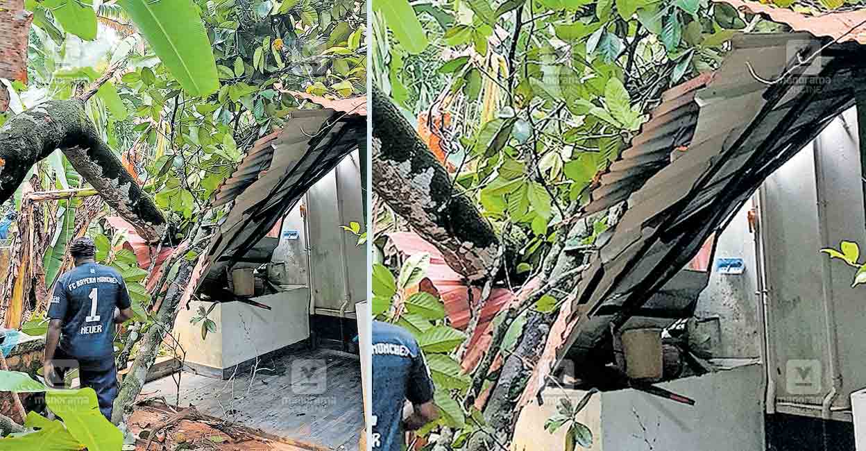 മഴ തുടങ്ങി; കാറ്റും: നഷ്ടങ്ങളിൽ കണ്ണീർ വാർത്ത് കർഷകർ | Koothattukulam ...