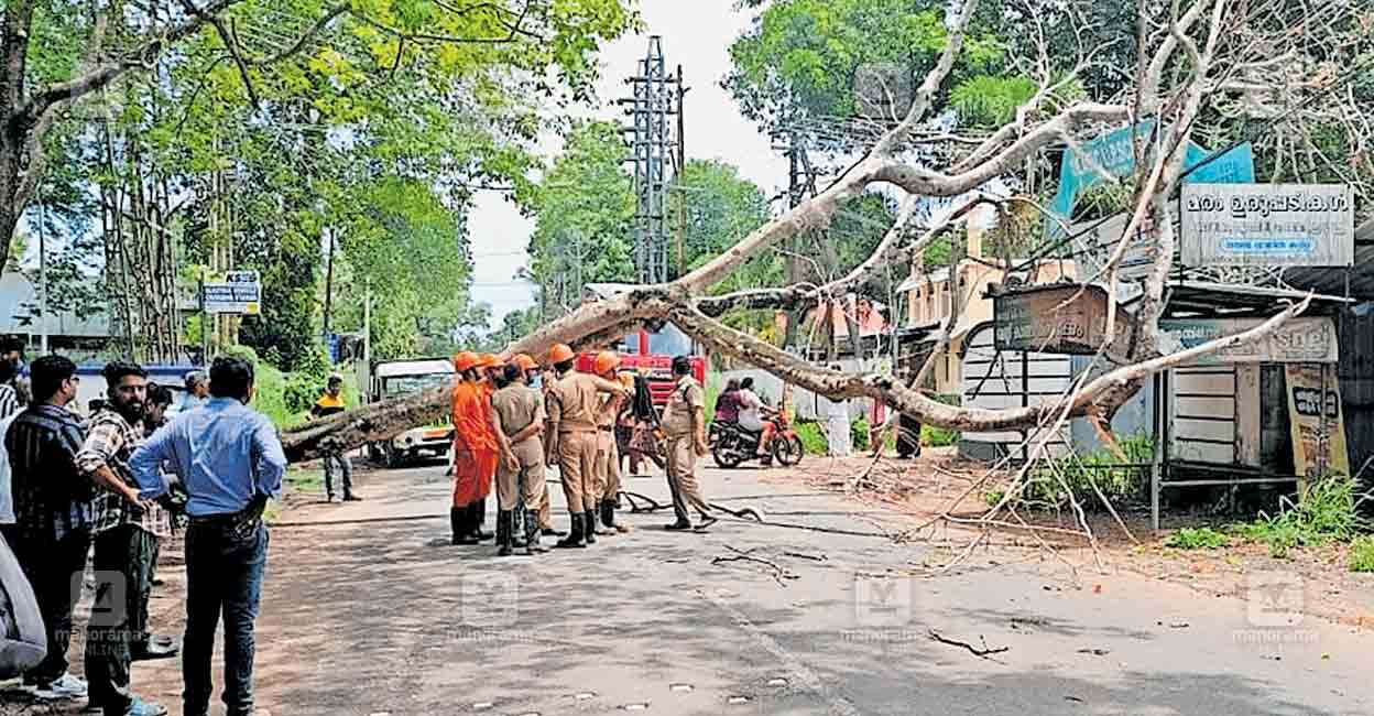 തണൽമരം കടപുഴകി റോഡിൽ വീണു | Alangad | Alangad news | Aluva-Paravur road ...