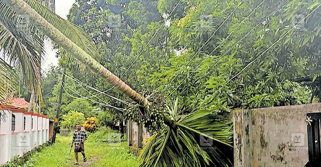 മഴയിൽ കുതിർന്ന് കാറ്റിൽ കുലുങ്ങി നാട്; വൈദ്യുതി വിതരണം താളം തെറ്റുന്നു ...
