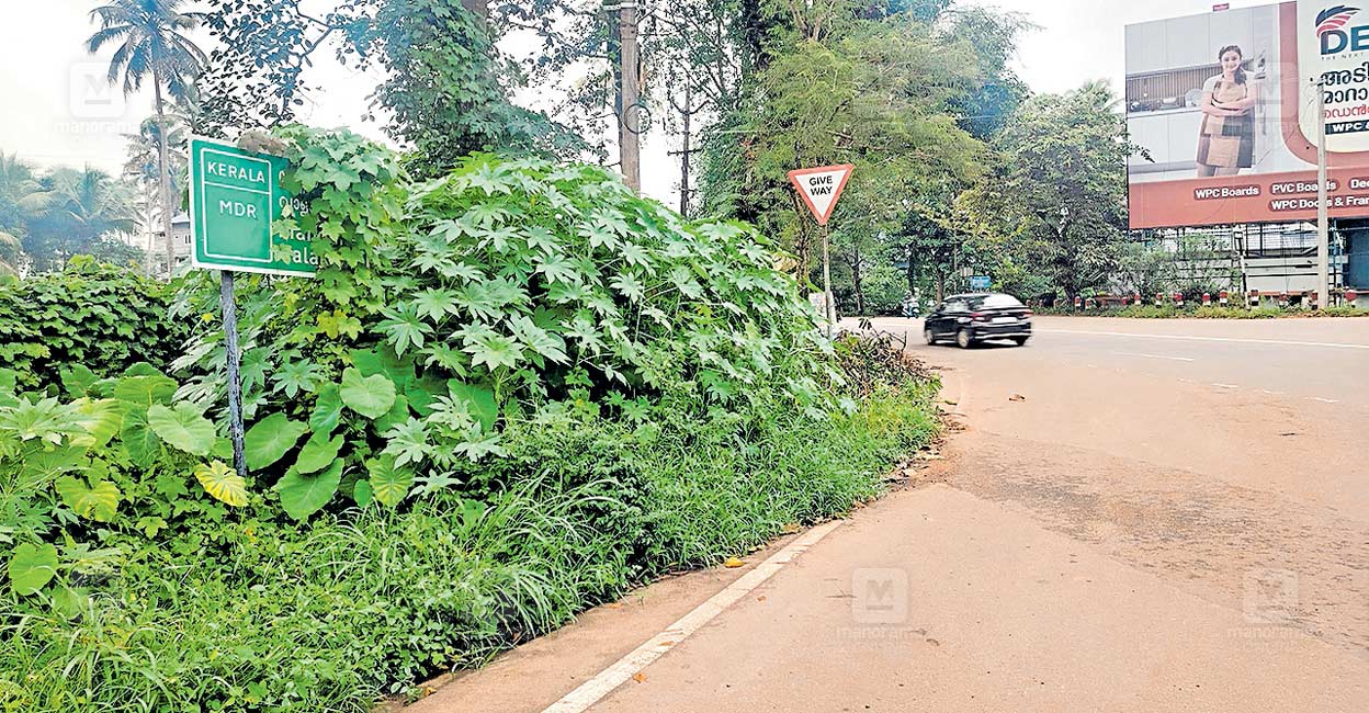 അടിമുടി അപകടമാണ് അന്നപൂർണ ജംക്‌ഷനിൽ; ഭീഷണിയായത് കാടും പടർപ്പും മൺകൂനയും ...