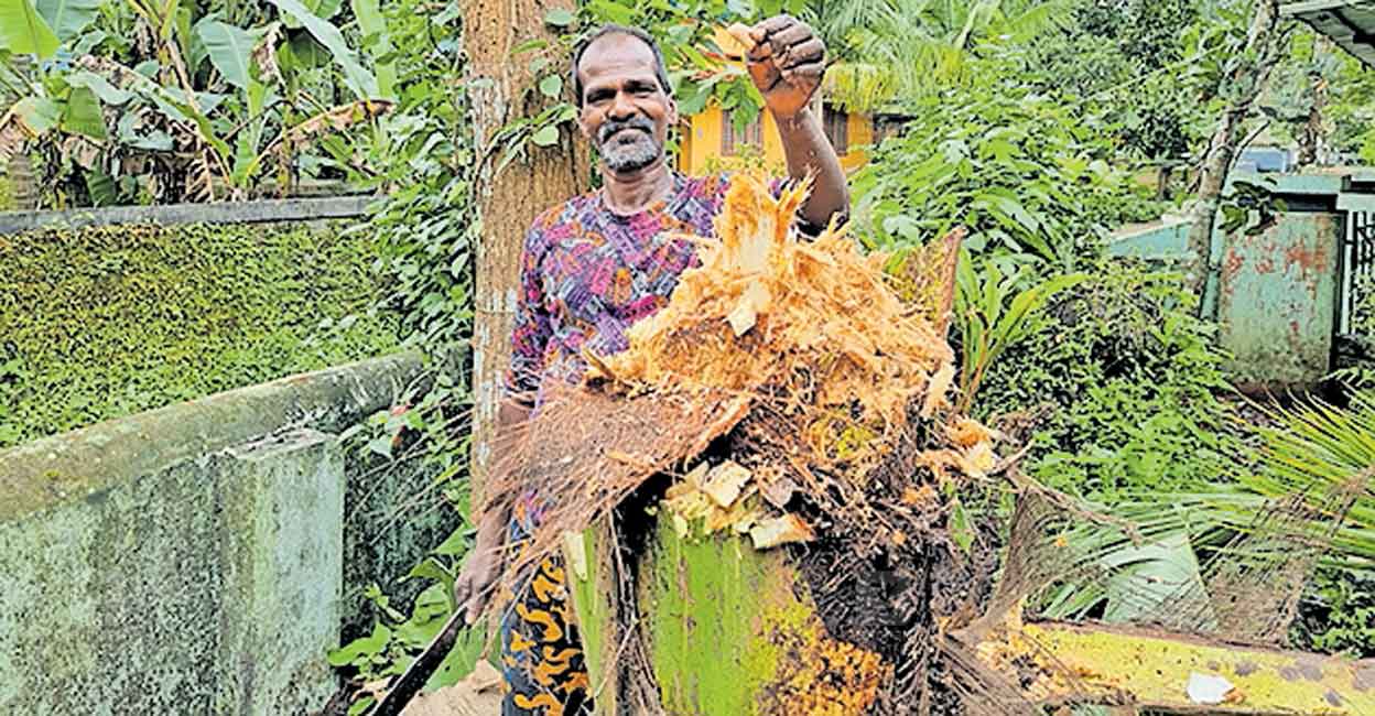 തേങ്ങാ വില തട്ടിയെടുത്ത്, സ്വപ്നങ്ങൾ നശിപ്പിച്ച് വില്ലൻ ചെല്ലി; ഒരു ...