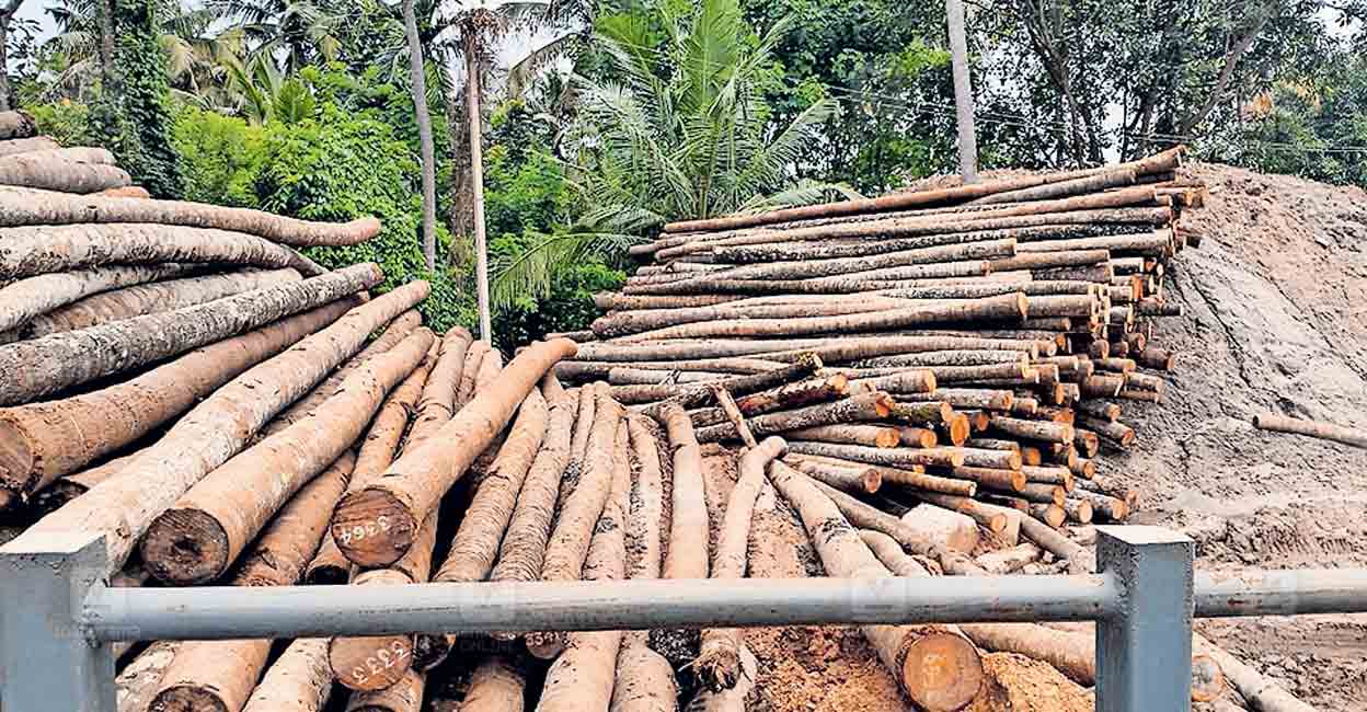 പെരുമ്പളം പാലം: ജിയോ പൈലിങ്ങിന് അയ്യായിരത്തിലേറെ തെങ്ങുകൾ; എത്തിച്ചത് ...