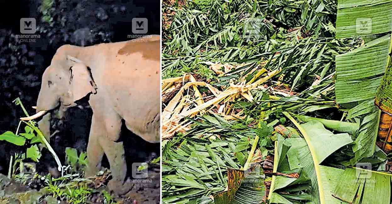 കോട്ടപ്പടിയിൽ ഭീഷണിയായി മുറിവാലൻ കൊമ്പൻ; കൃഷി നശിപ്പിച്ച് കൊമ്പന്റെ ...