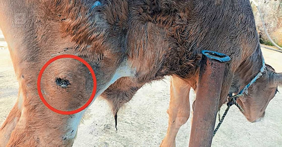 തെരുവുനായ ആക്രമണം: പശുക്കിടാവിനു പരുക്ക് | Stray dog attack | Calf ...